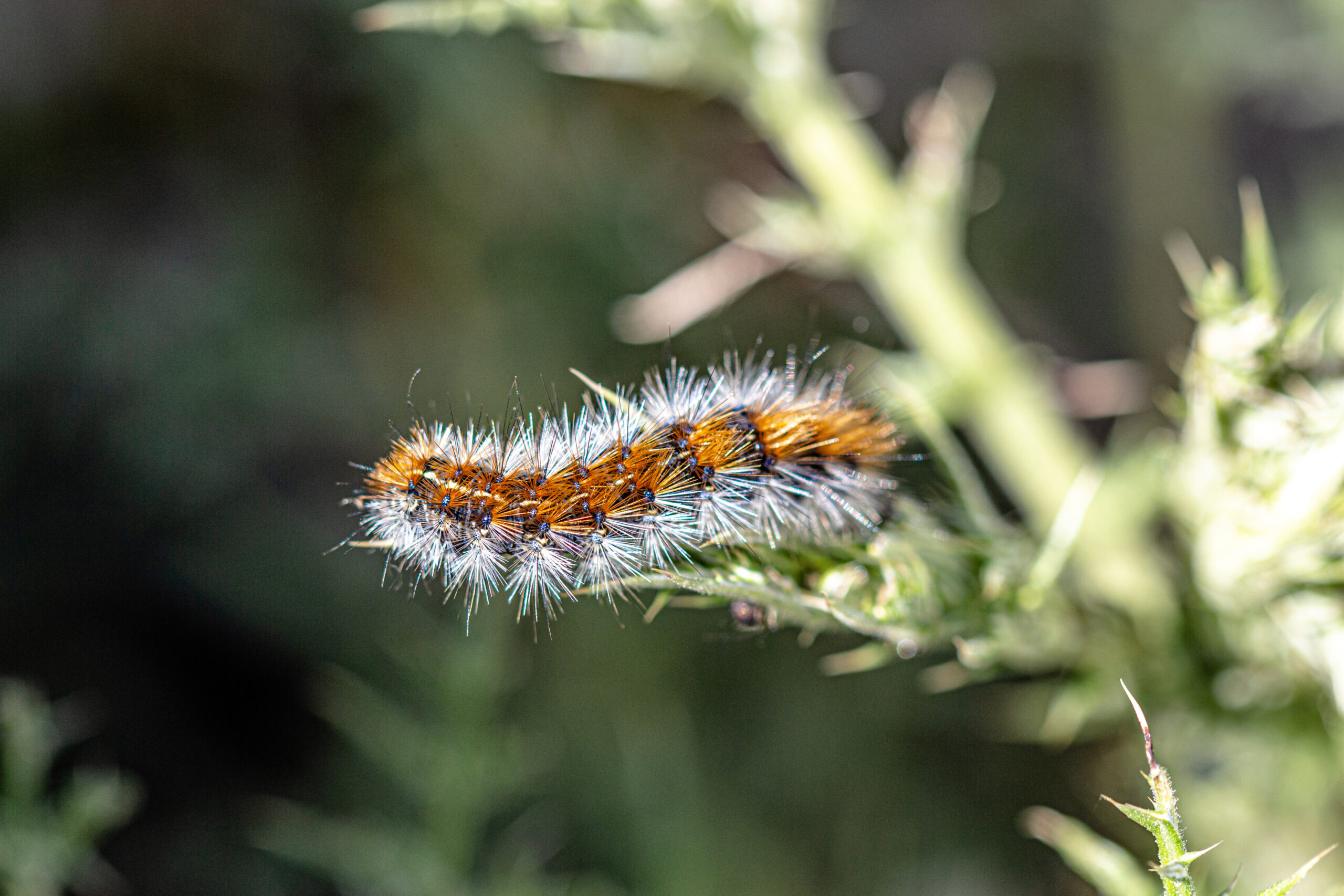 Come eliminare la processionaria in maniera naturale - disinfestazione.shop